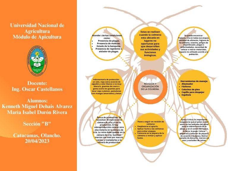 Mapa Mental - Apicultura - KDMD | PDF | Colmena | Apoidea Mapa Mental - Apicultura - KDMD | PDF | Colmena | Apoidea