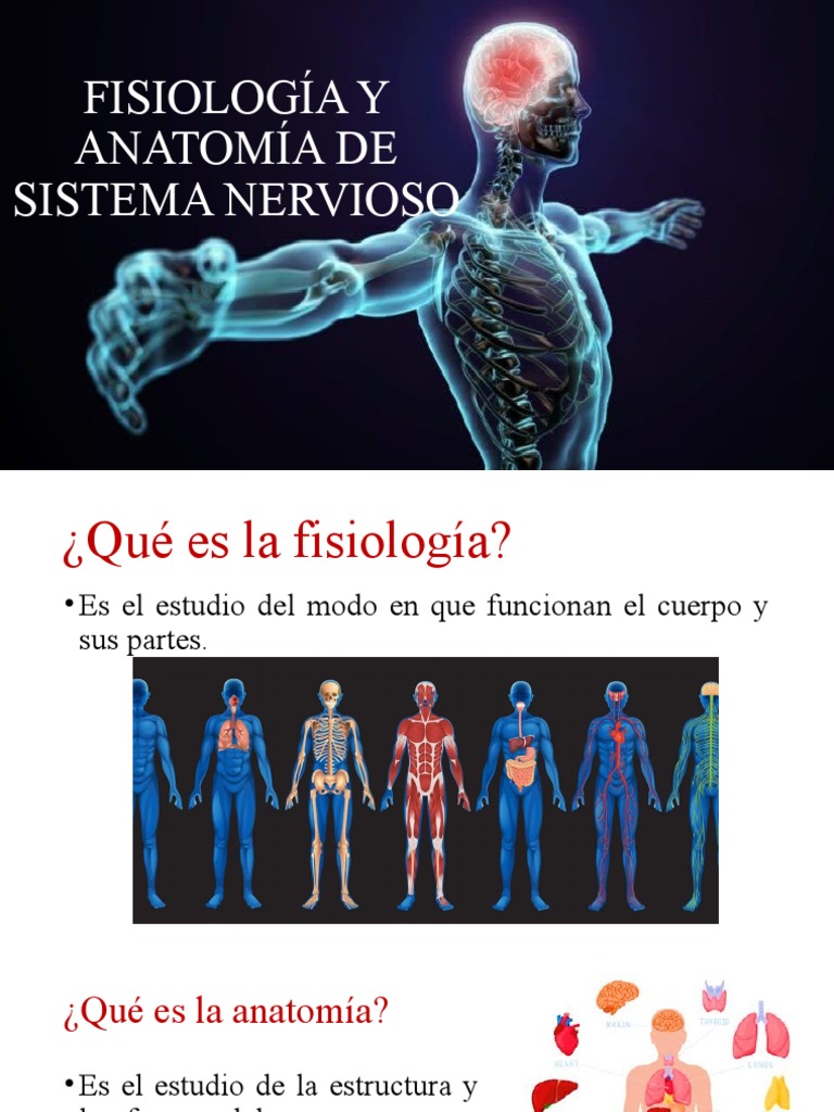 Fisiología y Anatomía de Sistema Nervioso | PDF | Neurona | Sistema nervioso