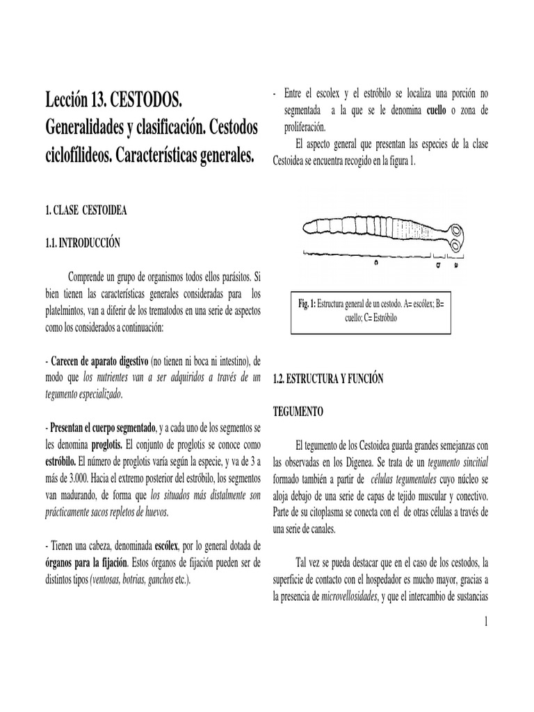 Cestodos: generalidades y clasificación de la clase Cestoidea | PDF ...