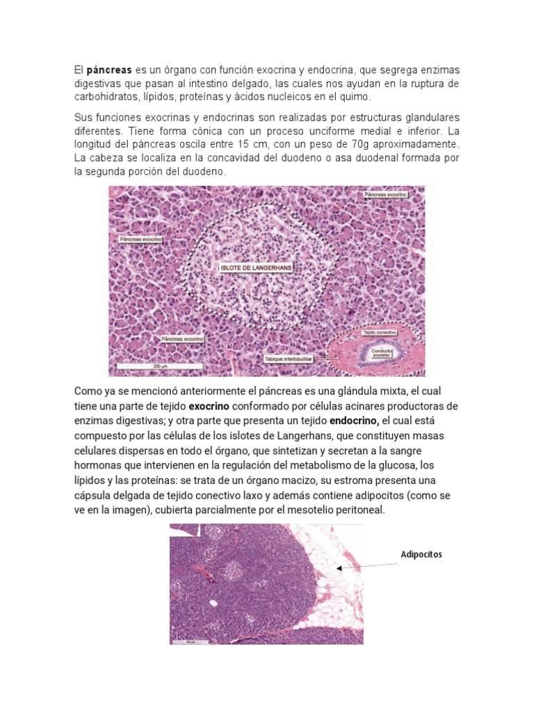 Histologìa Del Pancreas | PDF