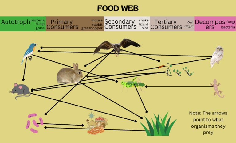 Food Web | PDF