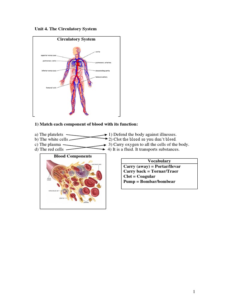 Unit 4. Circulatory System | Download Free PDF | Heart | Atrium (Heart)