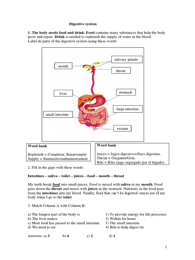 Unit 3. Digestive System | PDF | Digestion | Human Digestive System
