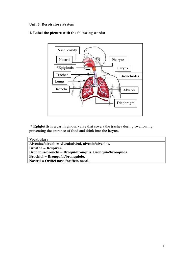 Unit 5. Respiratory System | PDF | Respiratory Tract | Lung