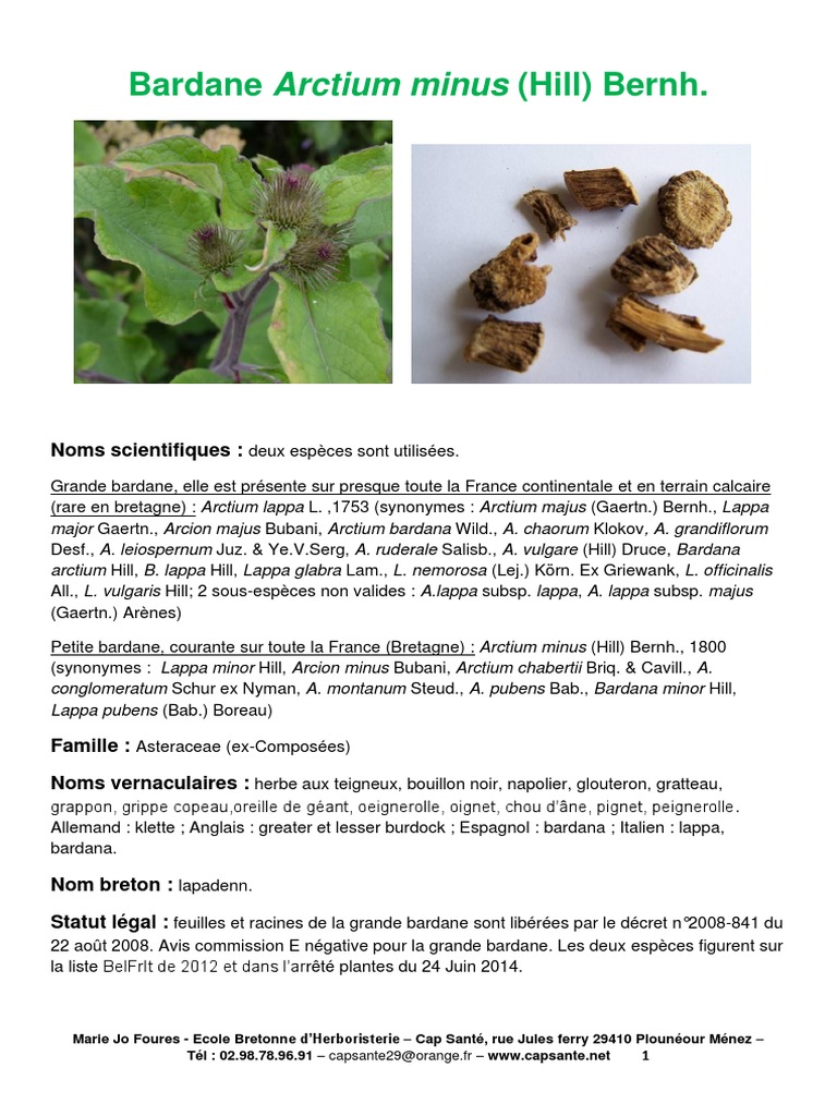 Propriétés et recettes de la bardane | PDF | Plantes | Botanique