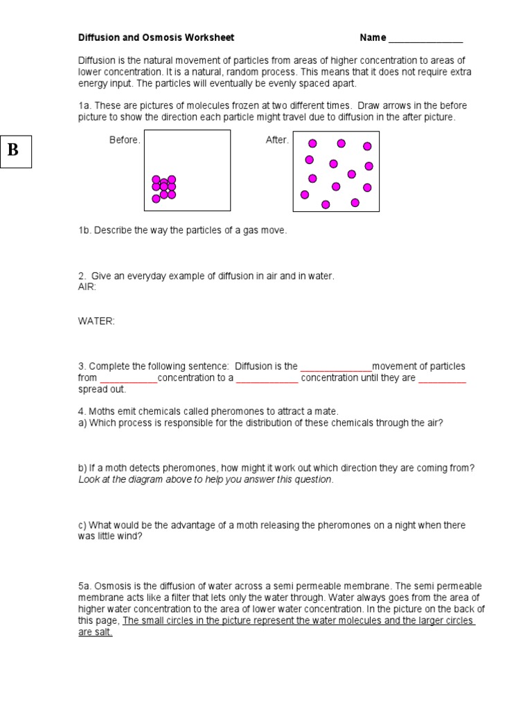Diffusion and Osmosis Worksheet | PDF