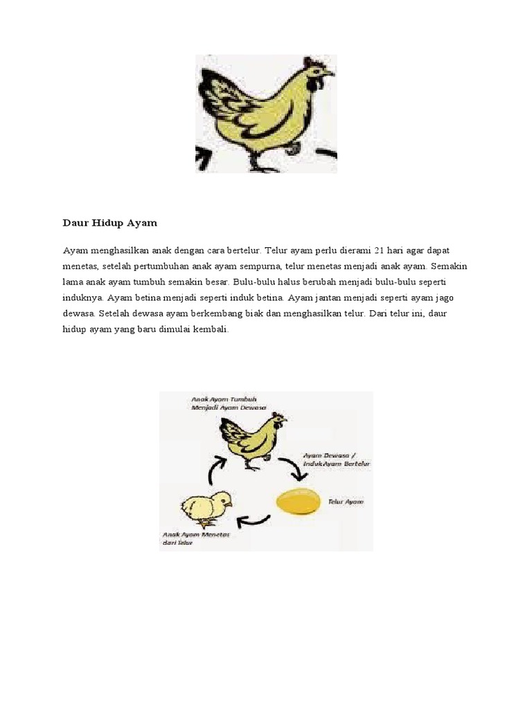 Daur Hidup dan Perkembangbiakan Ayam | PDF