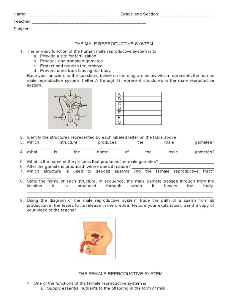 The Male and Female Reproductive Systems | PDF | Reproductive System ...