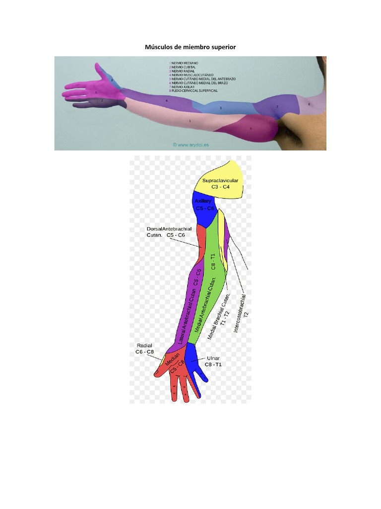 Anatomía de Músculos del Miembro Superior | PDF | Tejido suave ...