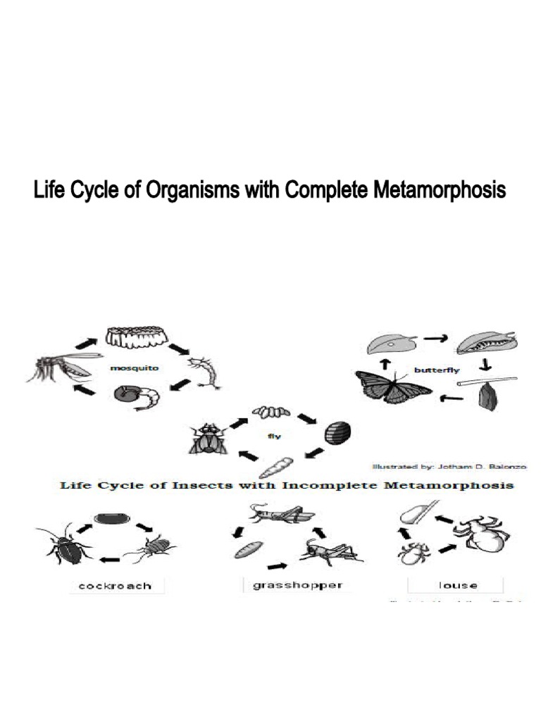 Life Cycle of Organisms With Complete Metamorphosis | PDF