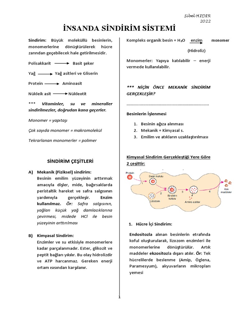İnsanda Sindirim Sistemi: Niçin Önce Mekanik Sindirim Gerçekleşir? | PDF