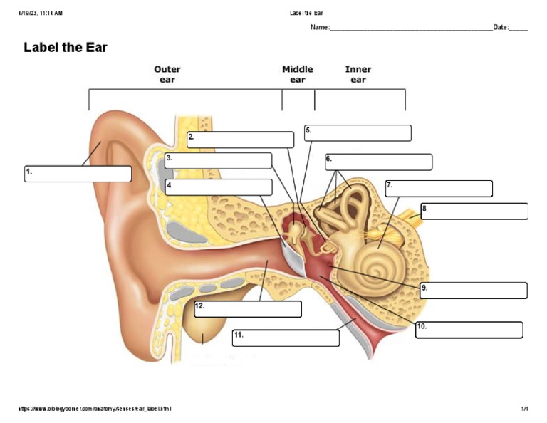 Label The Ear | PDF