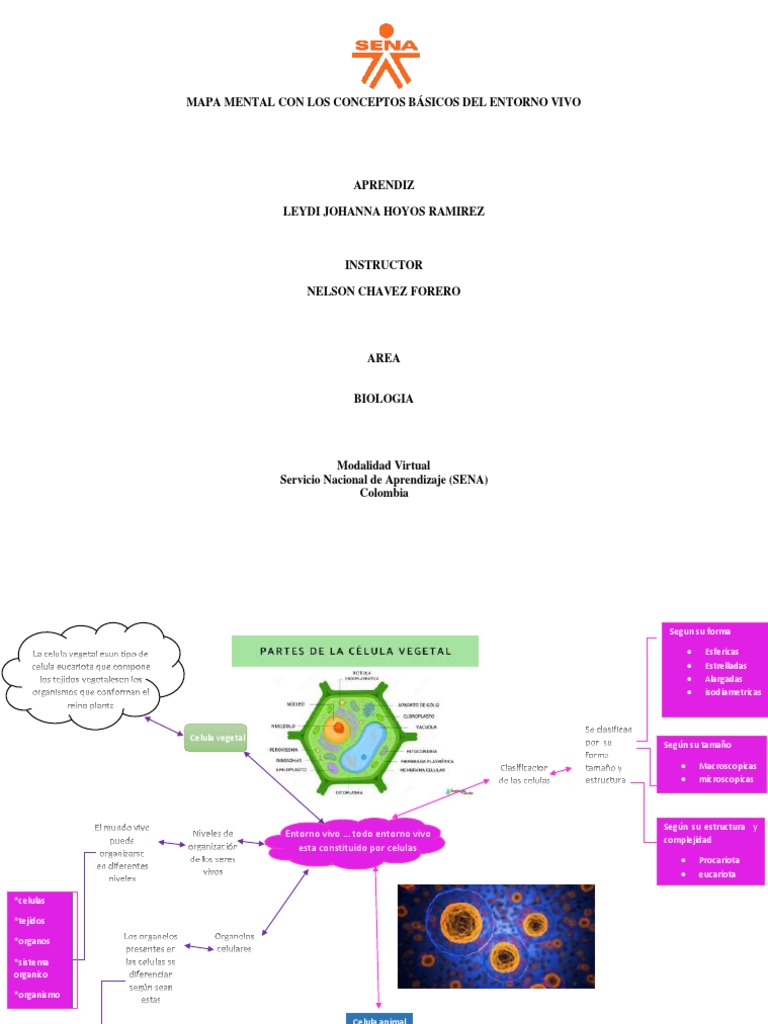 Mapa Mental Con Los Conceptos Básicos Del Entorno Vivo Pdf 