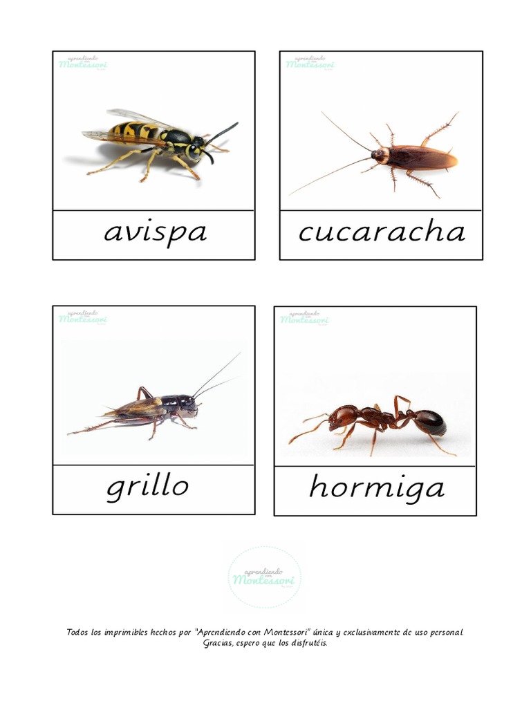 Insecto S | PDF