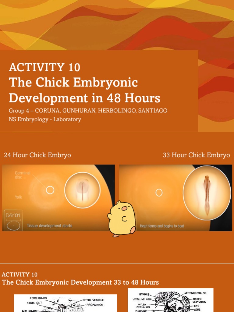 ACT 10 - Group 4 (48 Hours Chick Embryo) | PDF | Cerebrum | Zoology