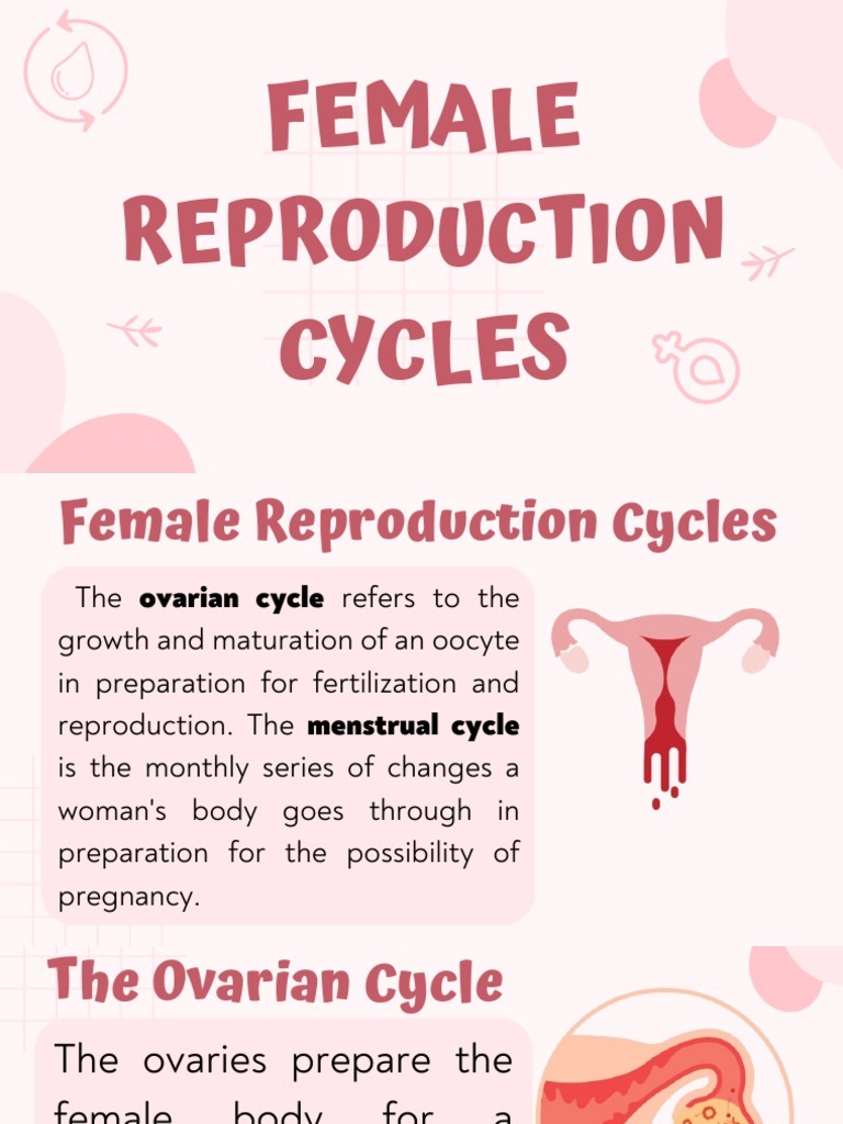 Female Reproduction Cycles | PDF | Menstrual Cycle | Ovary