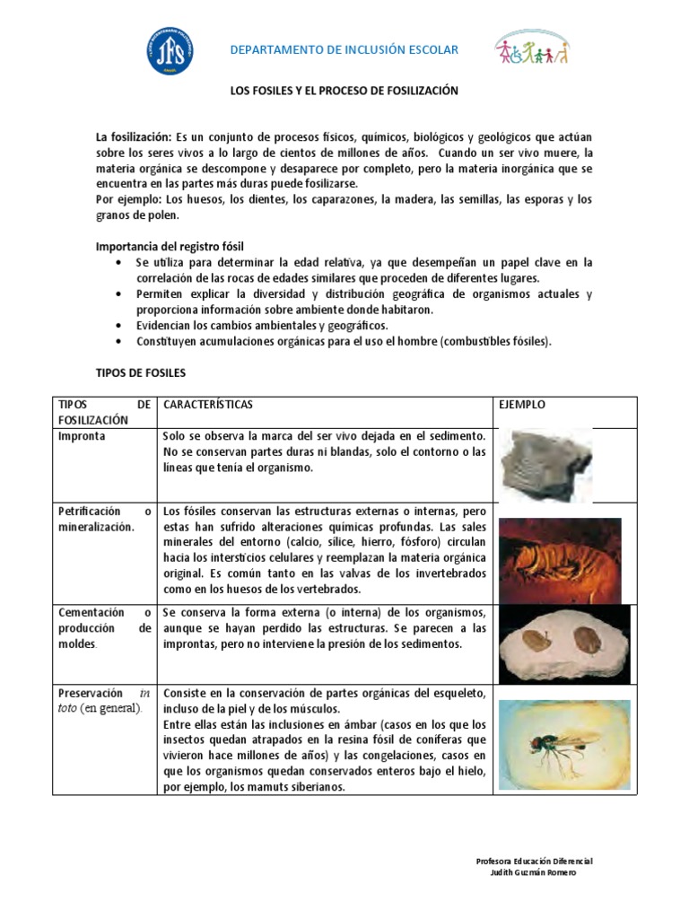 Guía de Ciencias Los Fosiles | PDF | Fósil | Naturaleza