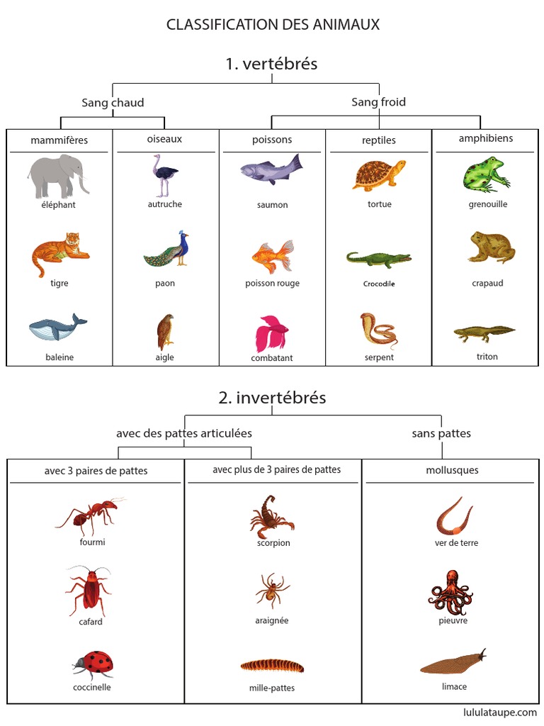 Animaux Vertebres Invertebres | PDF