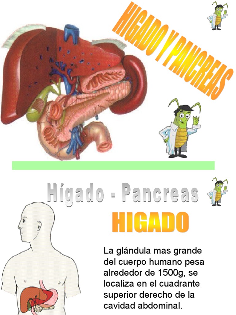 Higado y Pancreas | PDF | Hígado | Páncreas