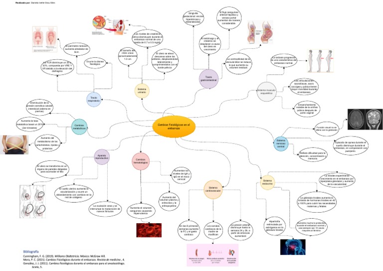 Cambios Fisiologicos Del Embarazo MAPA MENTAL - Drawio | PDF | El embarazo | Tiroides