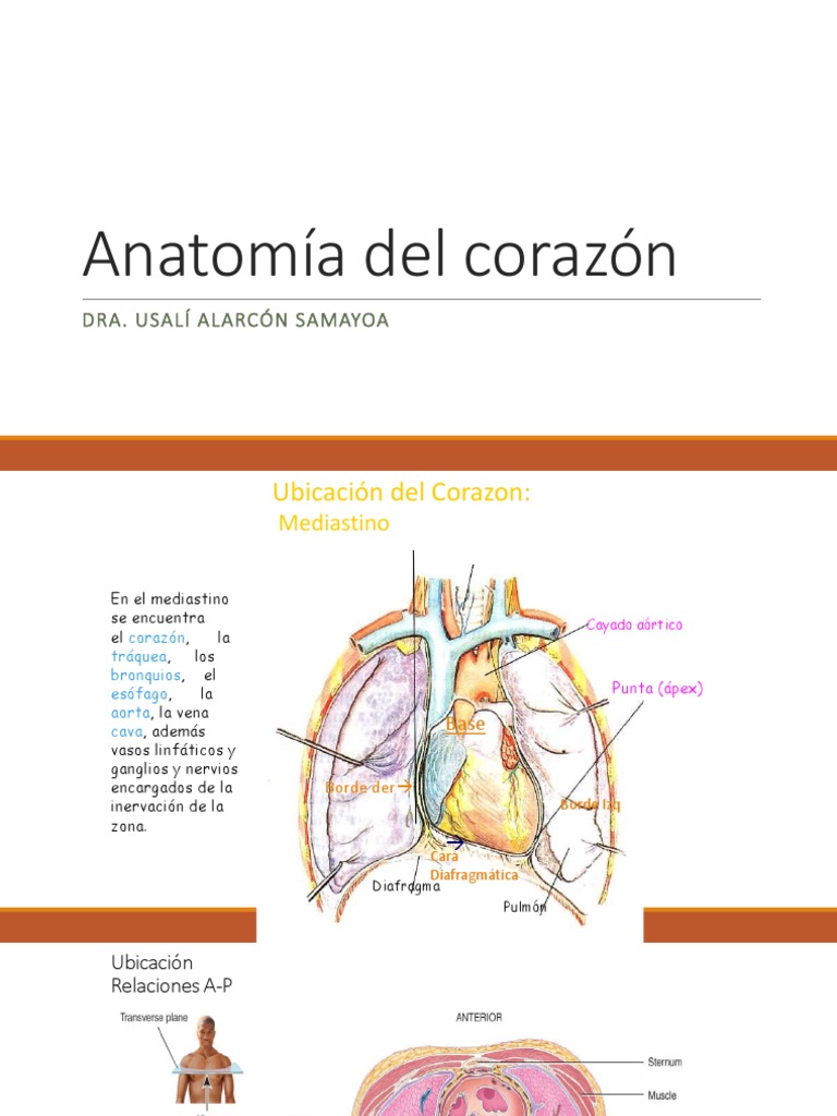 Anatomía y ubicación del corazón | PDF | Fisiología | Tórax (anatomía ...