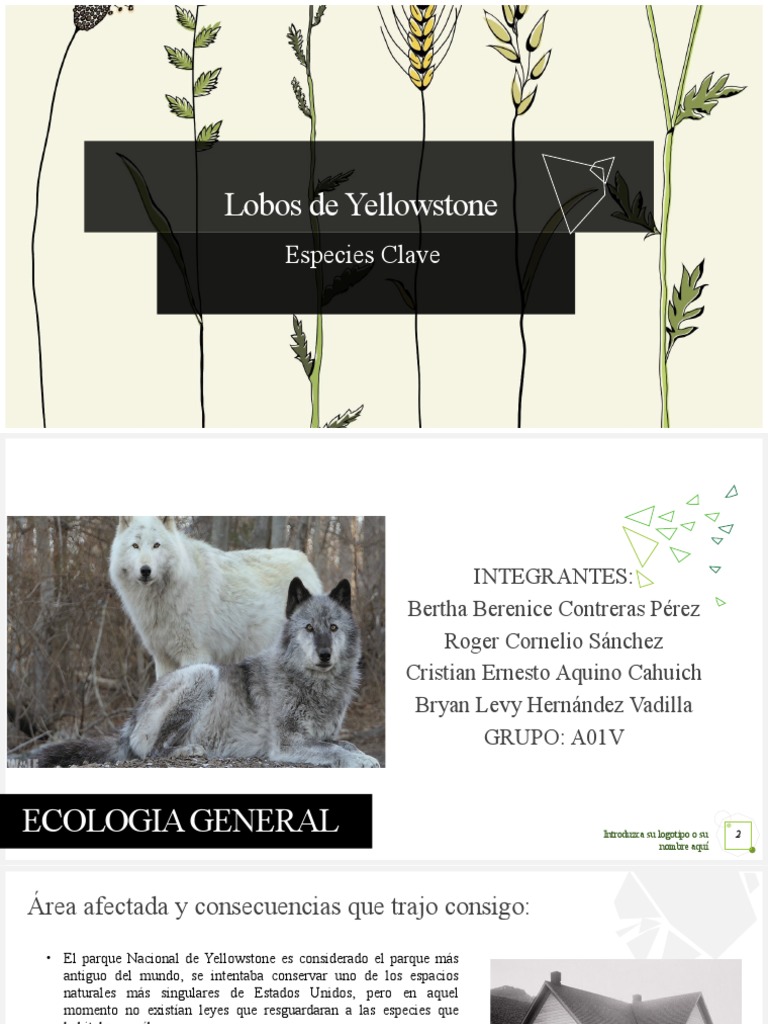 Lobos de Yellowstone | PDF | Parque Nacional Yellowstone