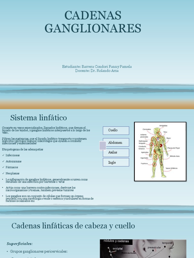 Cadena Ganglionares | PDF | Ganglio linfático | Sistema linfático