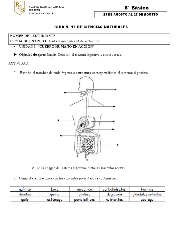 Guía #19 (8°) (23-08 Al 27-08) CN | PDF | Digestión | Sistema digestivo