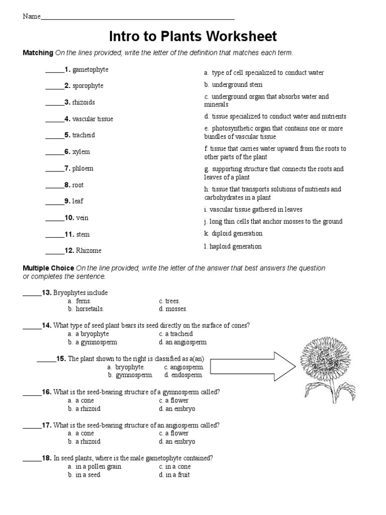 Intro To Plants Worksheet: or Completes The Sentence | PDF | Seed | Plants