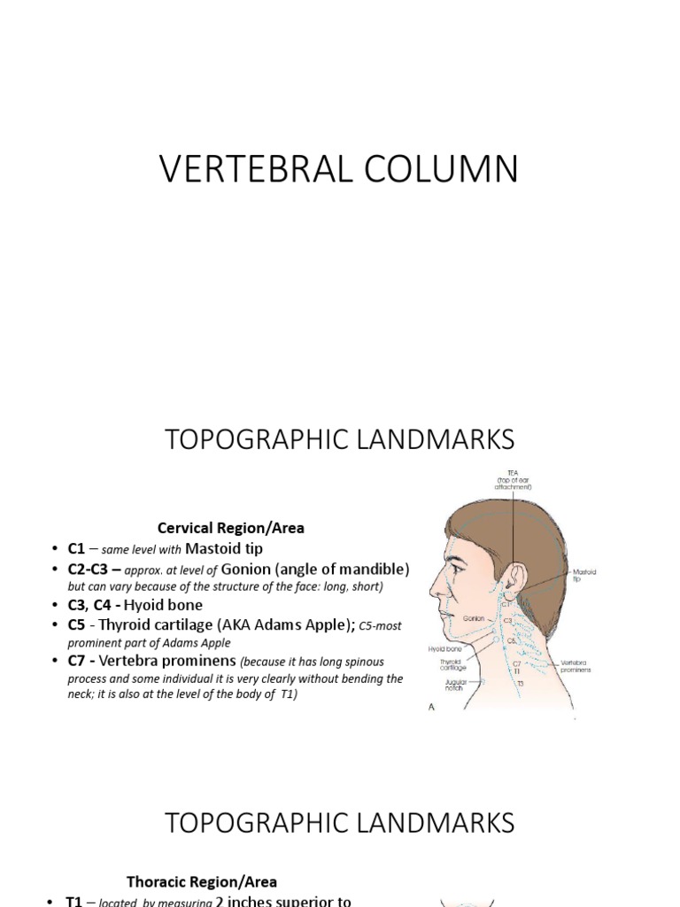 Vertebral Column | PDF | Vertebral Column | Vertebra