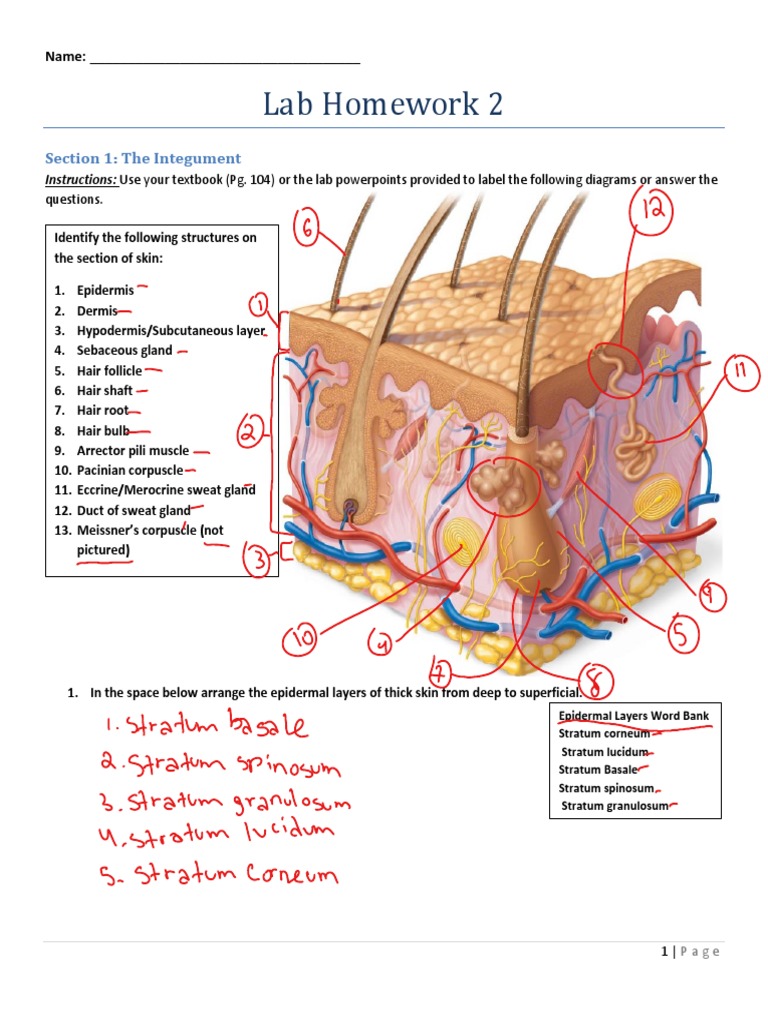 ANAT 1 Lab Homework 2 - JM | PDF