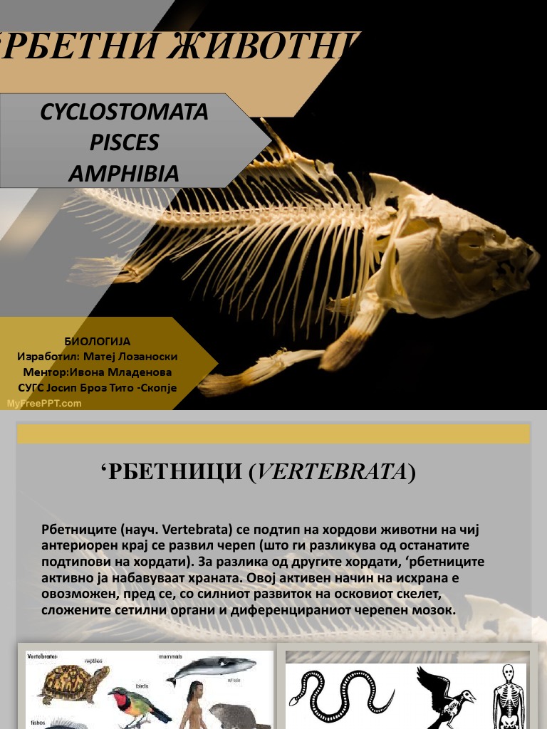 Cyclostomata Pisces Amphibia | PDF