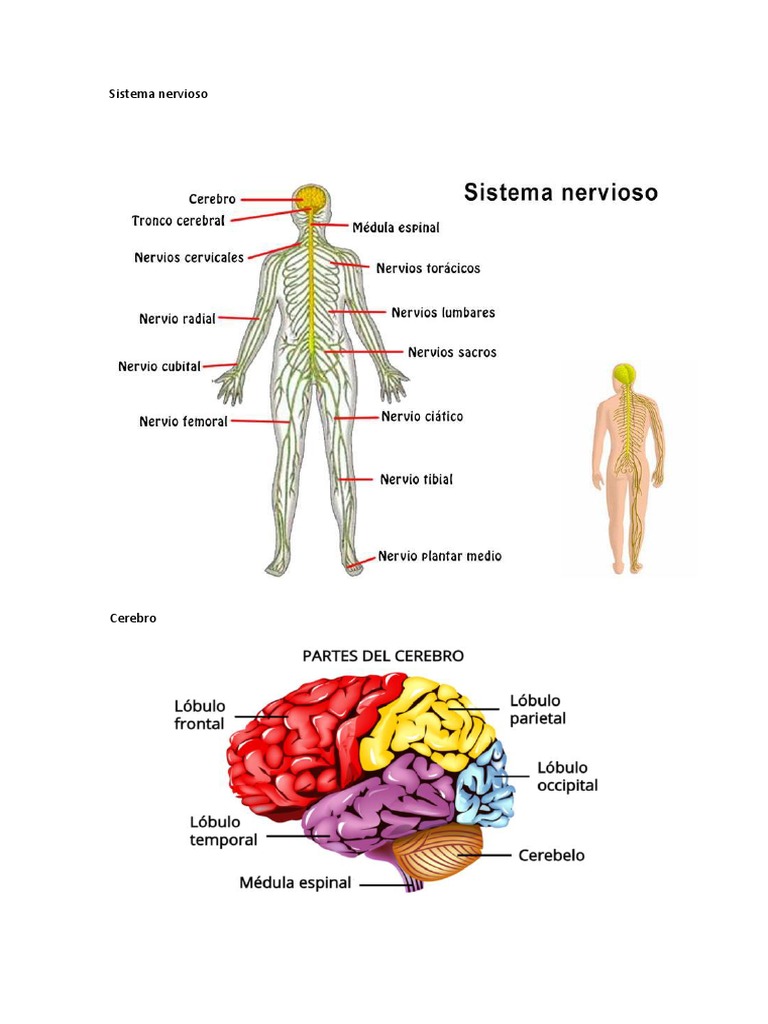 Sistema Nervioso | PDF