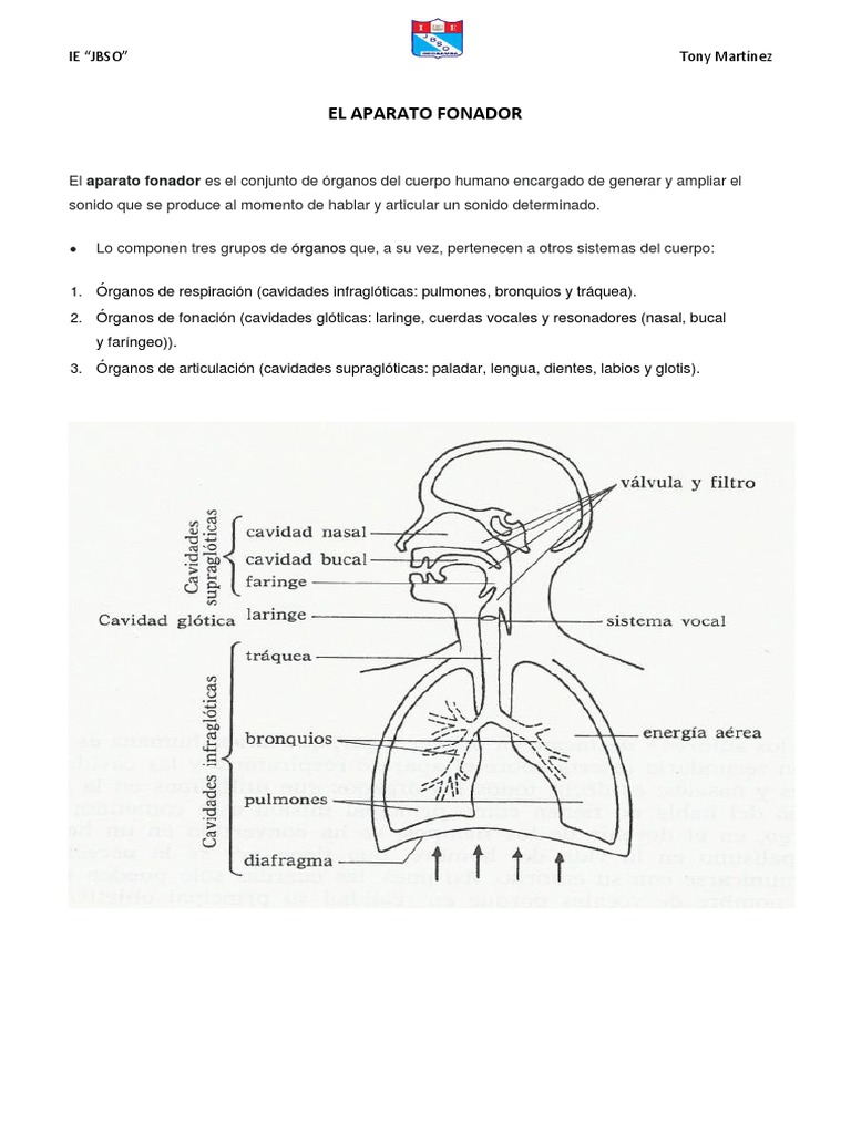 El Aparato Fonador | PDF