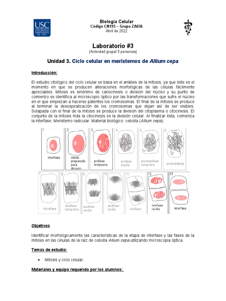 Práctica 3. Ciclo Celular | PDF | Mitosis | Ciclo celular