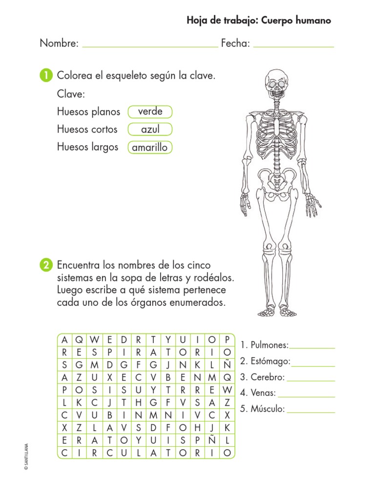 Hoja De Trabajo Del Cuerpo Humano En Formato Pdf Plantillas Del Cuerpo