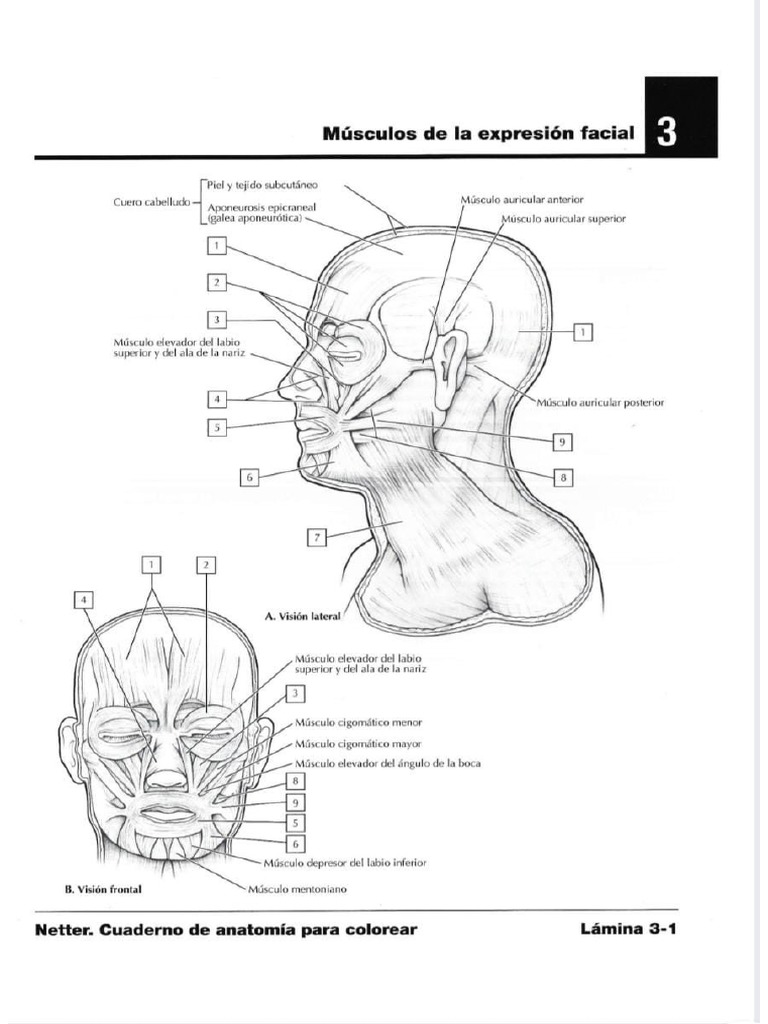 Anatomia 1 | PDF