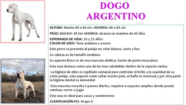 Características del Dogo Argentino | PDF | Hogar, jardinería y ...