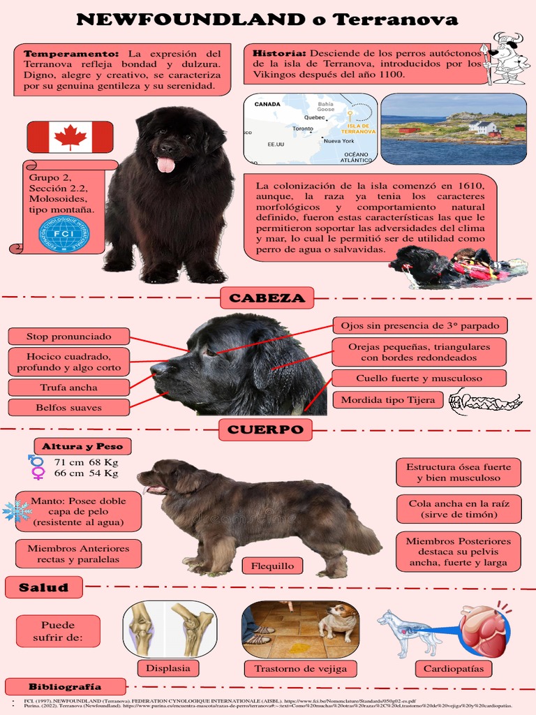 Infografia Terranova | PDF | Tipos de perros | Perros