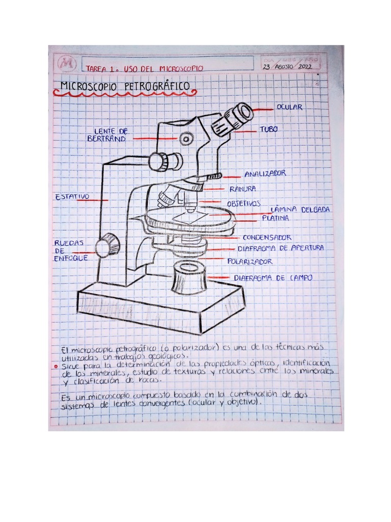 Cortés Hernández Fernanda Araceli - Uso Del Microscopio | PDF