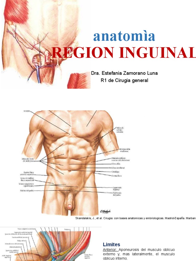 Anatomía Detallada de la Región Inguinal | PDF | Abdomen | Tejido suave