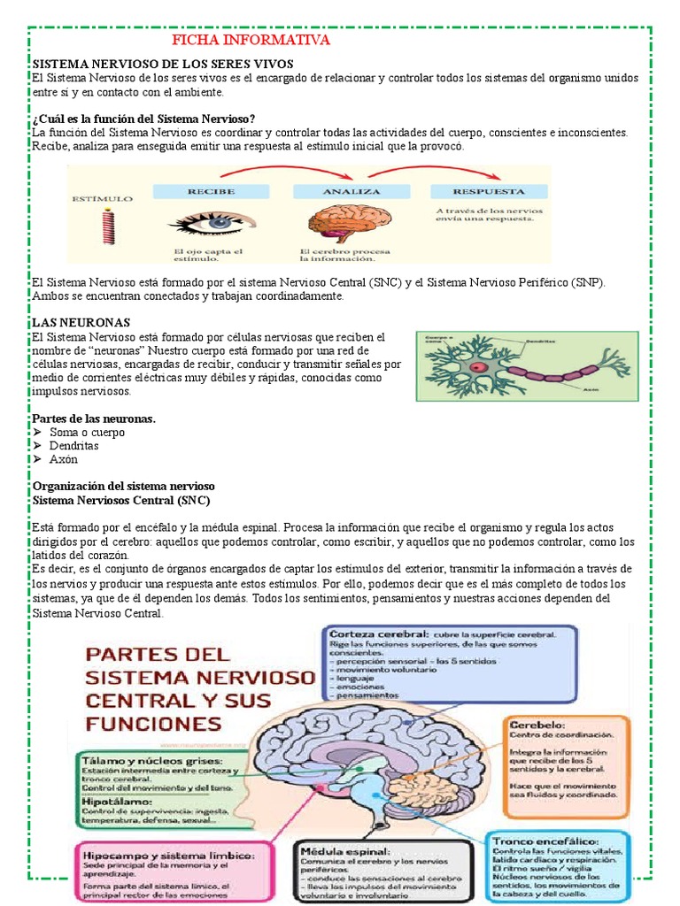 03-05-23 Ficha Cyt - Sistema Nervioso | PDF | Sistema nervioso | Neurona