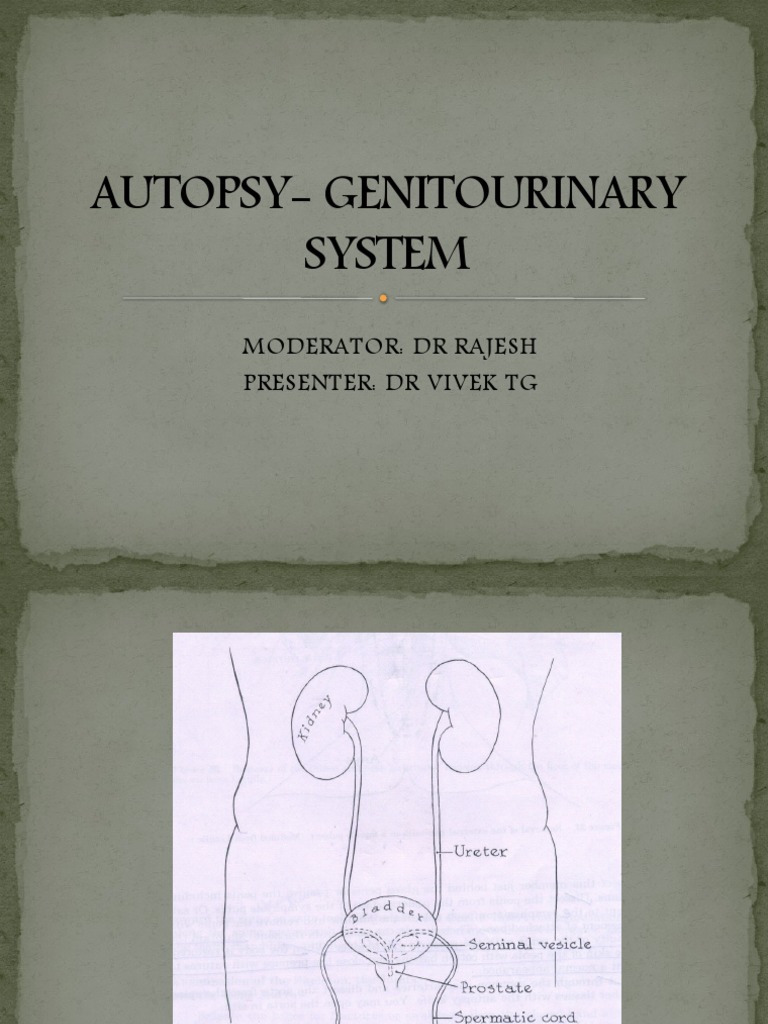 Autopsy 2 | PDF | Kidney | Urinary Bladder