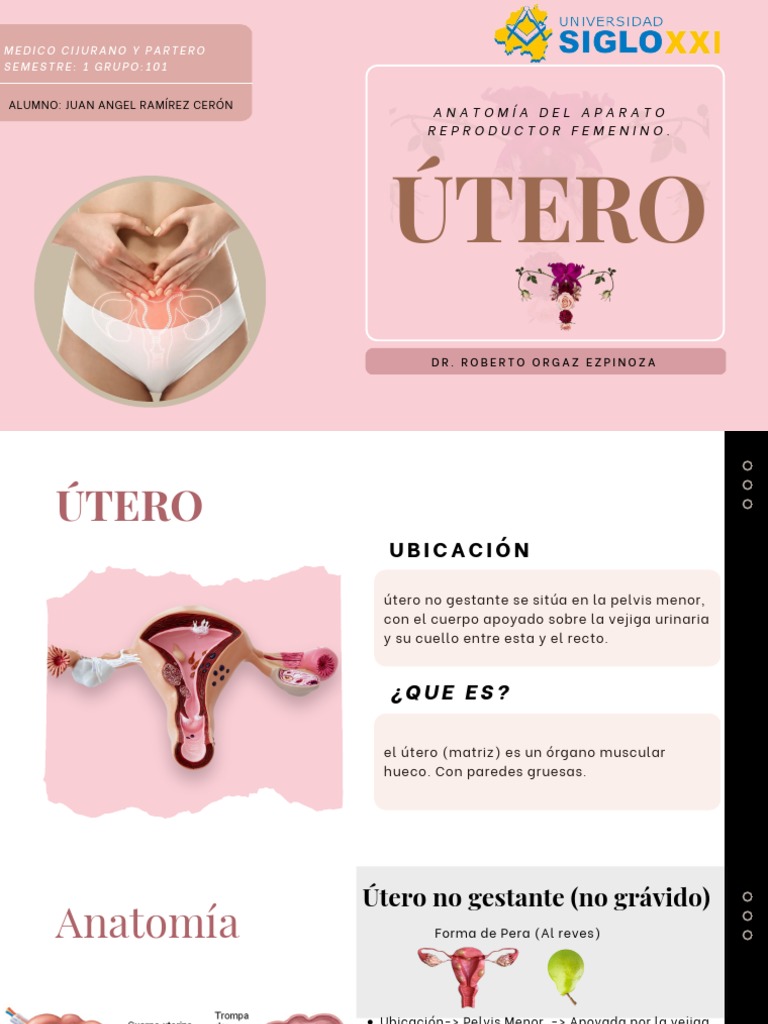 Anatomía de Útero | PDF | Vagina | Ovario
