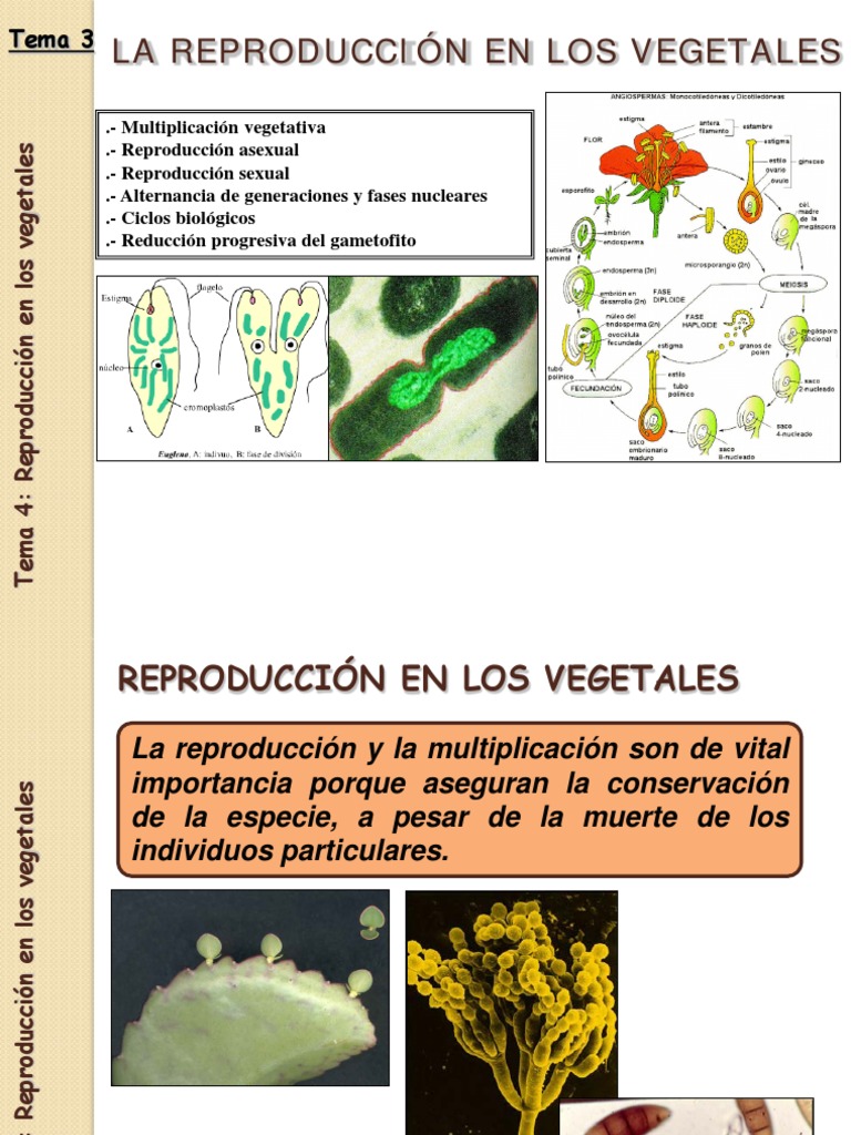 T3. Reproducción Vegetales | Descargar gratis PDF | Plantas | Reproducción sexual