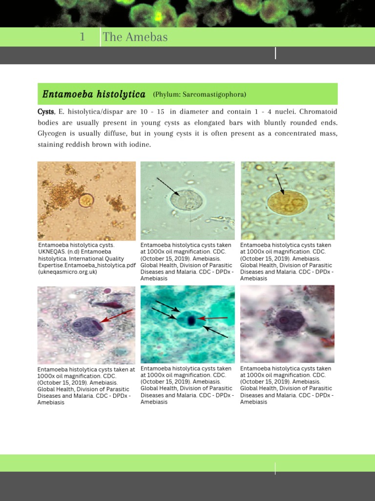 PROVIDO-Atlas No.1 The Amebas | PDF | Microscopy | Organisms