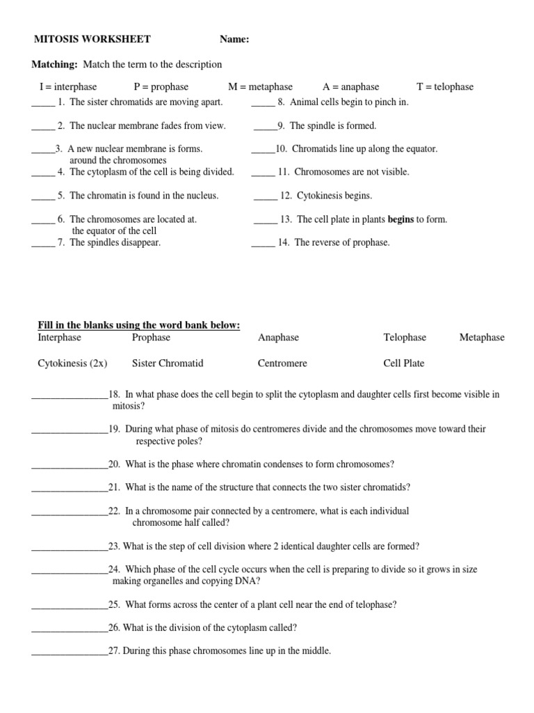 Mitosis Worksheet 2 | PDF