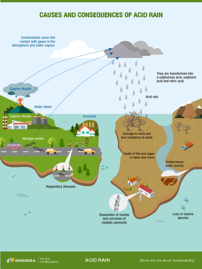 Infographic Causes Consequences Acid Rain | PDF