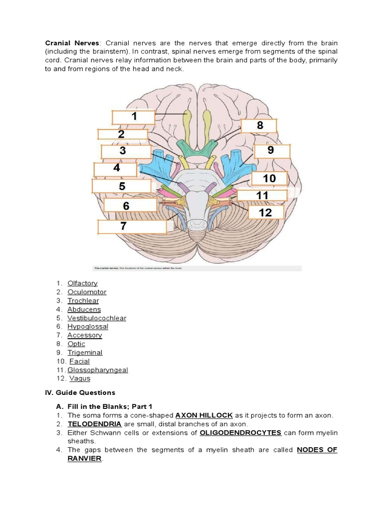 Nervous System and Special Senses-FINAL | PDF | Axon | Myelin