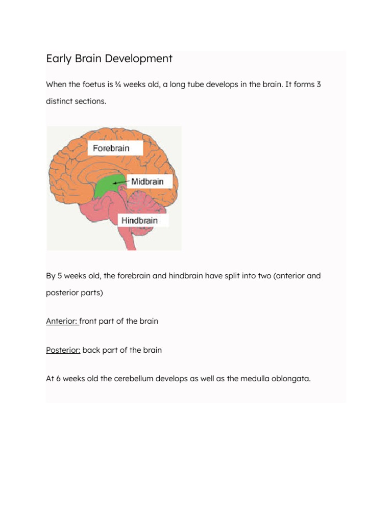 Early Brain Development | PDF | Schema (Psychology) | Neuroscience